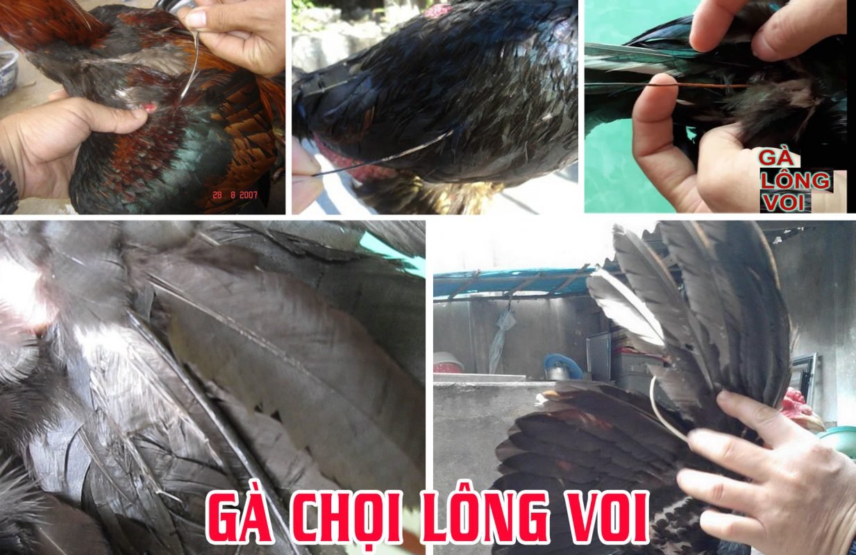 Gà Lông Voi Là Gì? Lý Do Gà Lông Voi Được Gọi Là Linh Kê - Trực tiếp đá ...